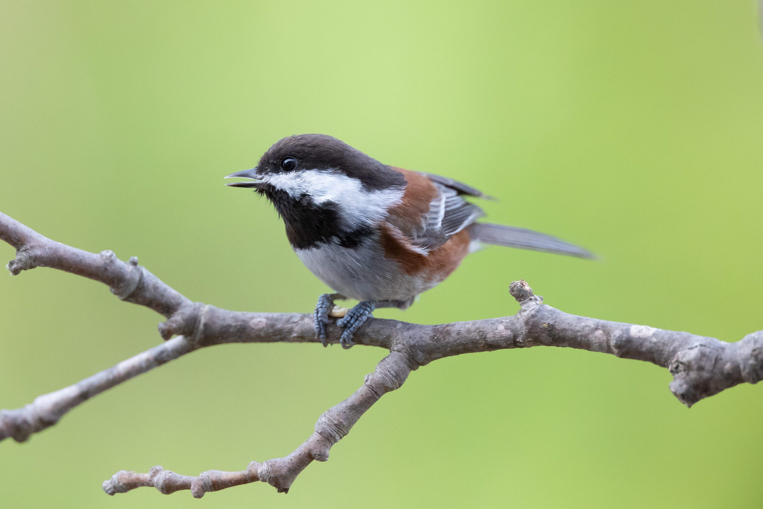 Backyard Birds… » keith c. flood photography